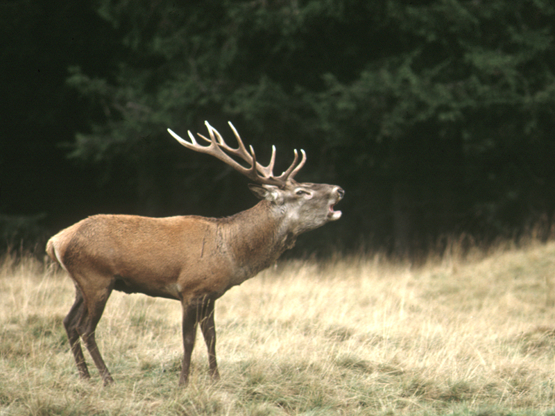 Studio sulla biologia del cervo (Cervus elaphus) - Parco Naturale ...
