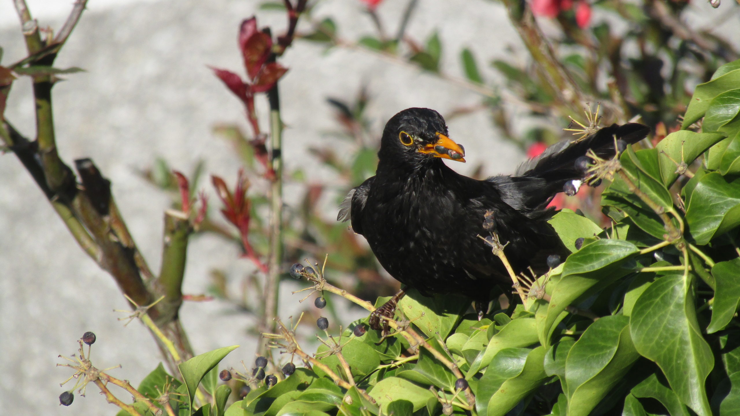 Birdwatching casalingo (Seconda parte) - Parco Naturale Paneveggio Pale ...