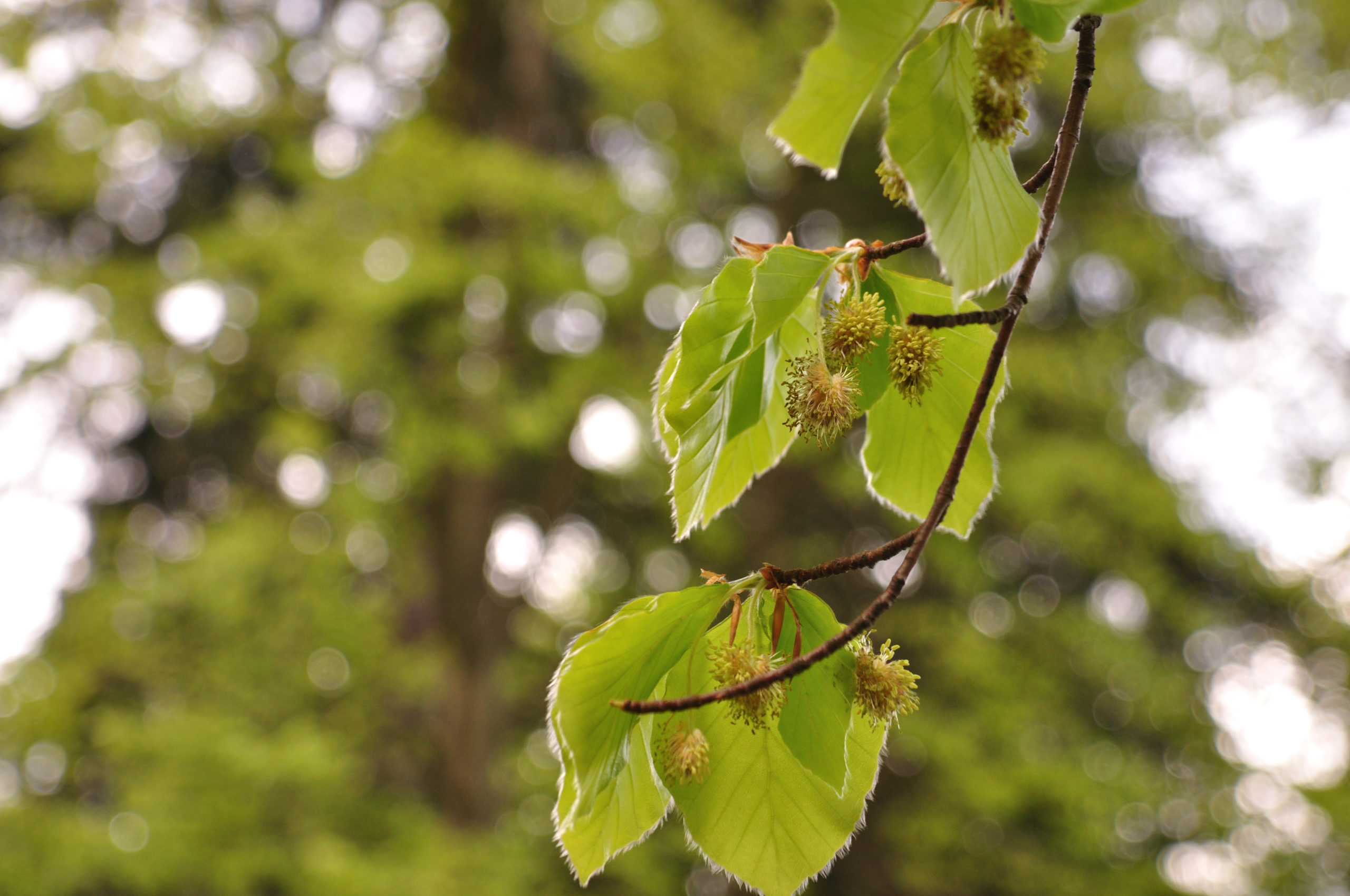 2020: un aumento straordinario dei pollini - Parco Naturale Paneveggio ...