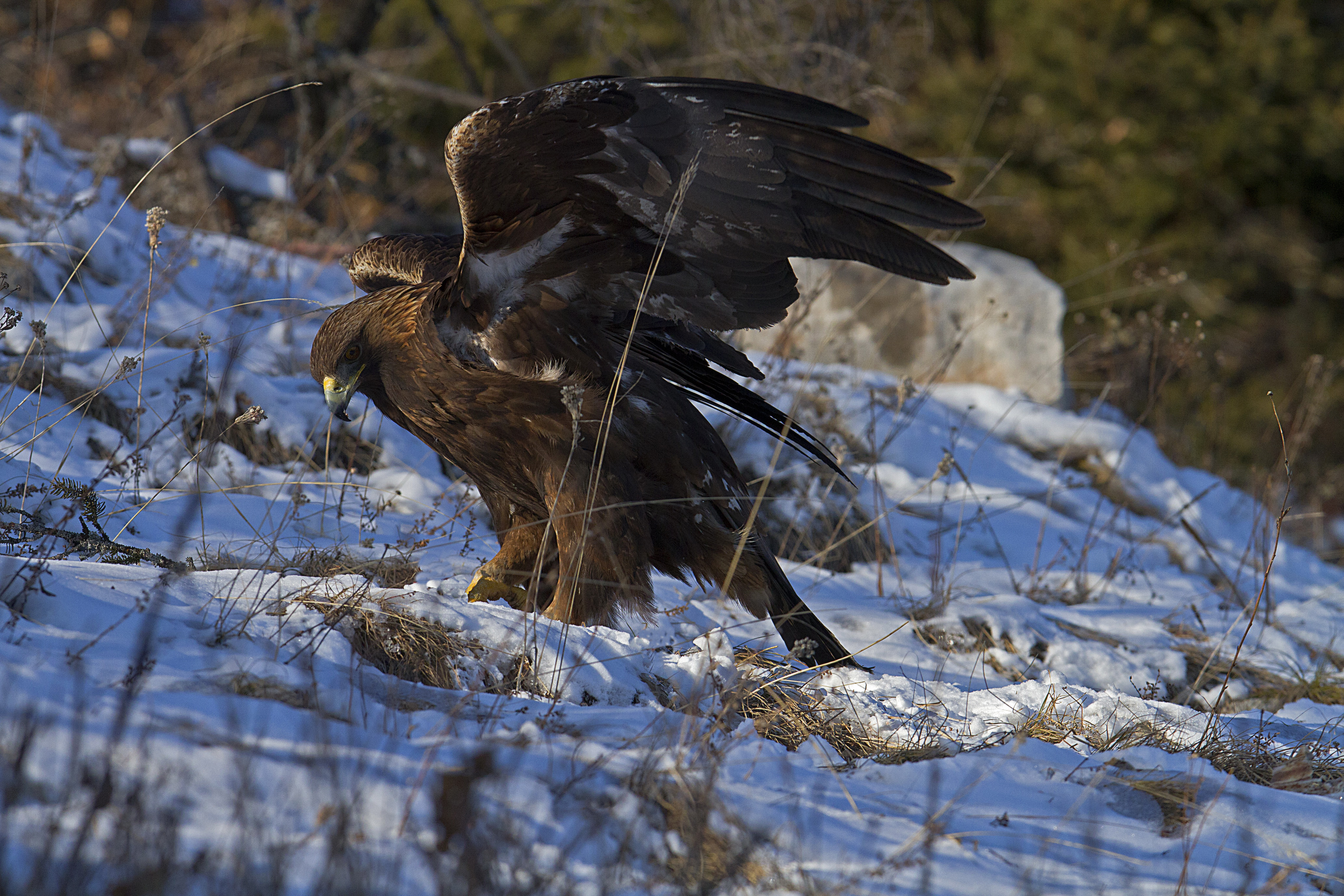 Il monitoraggio dell’aquila reale - Parco Naturale Paneveggio Pale di ...