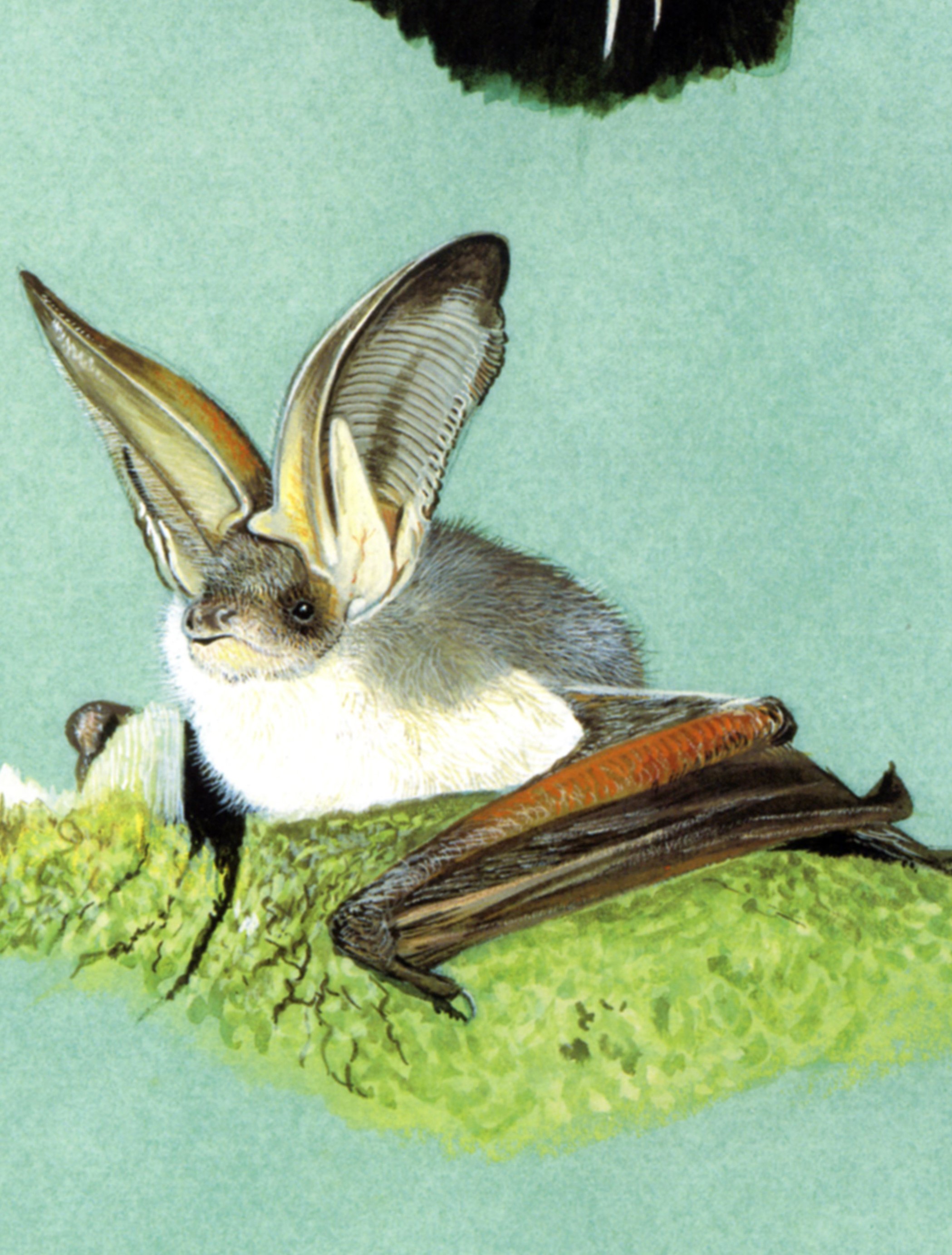 I Chirotteri del Parco. Si arricchisce la lista delle specie presenti ...