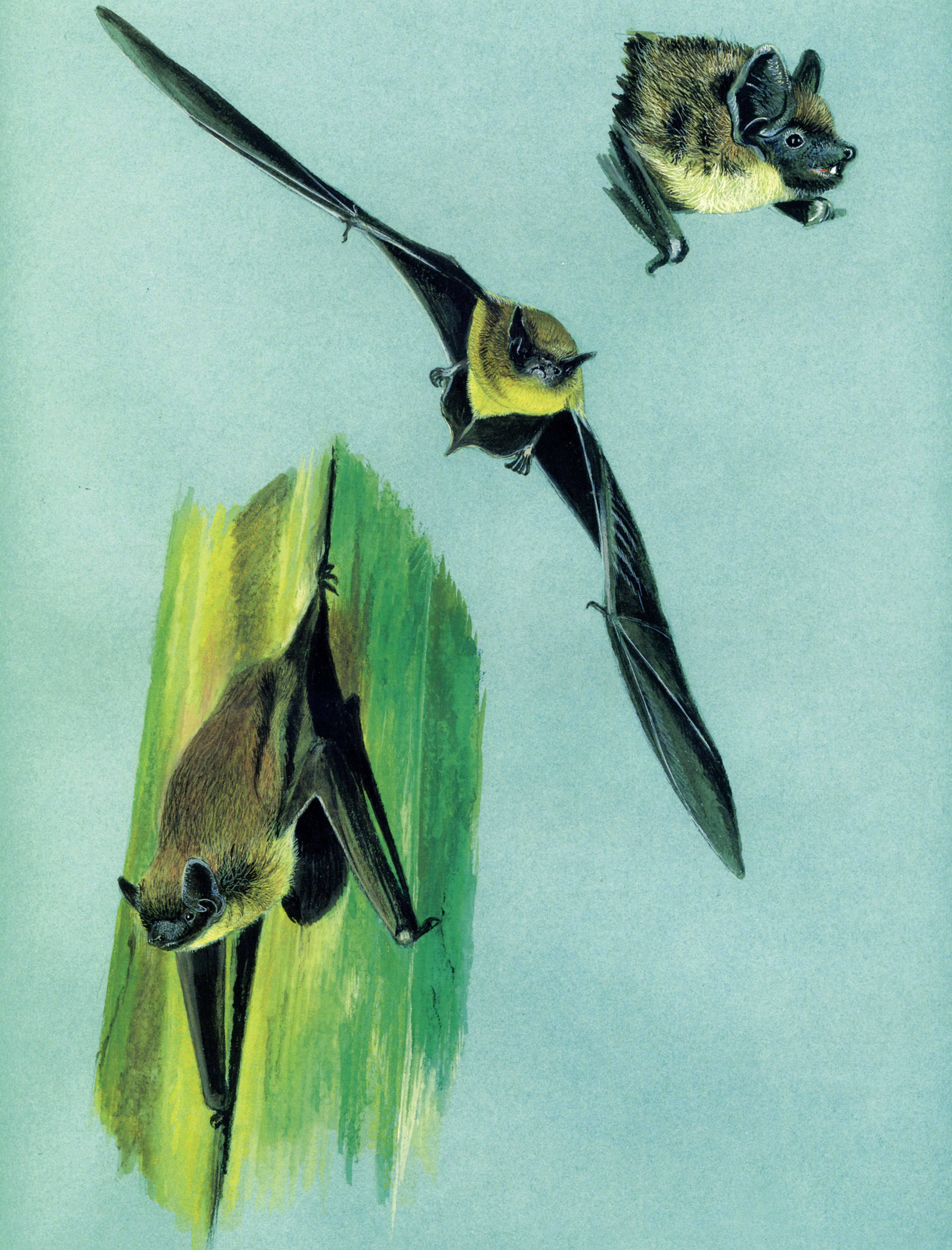 I Chirotteri del Parco. Si arricchisce la lista delle specie presenti ...