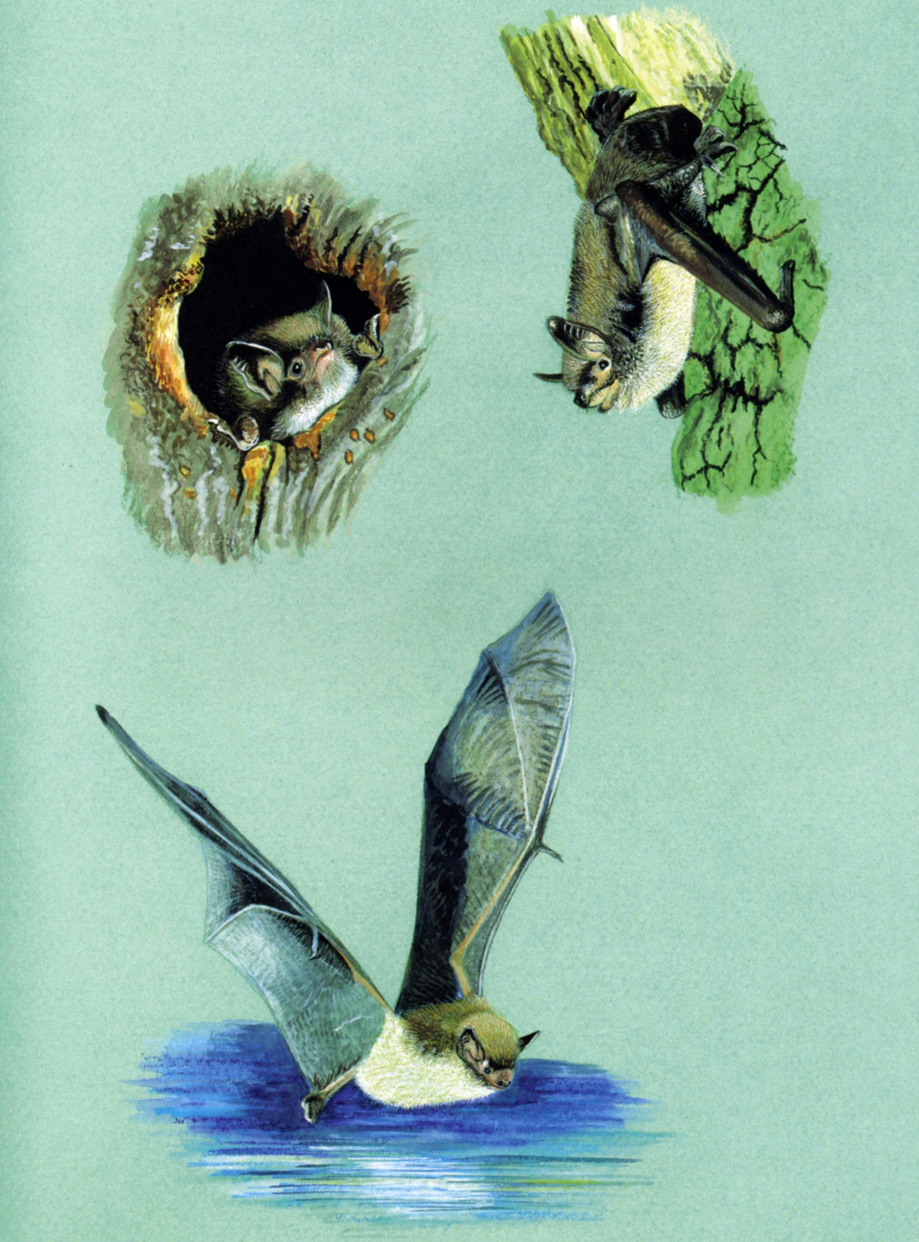 I Chirotteri del Parco. Si arricchisce la lista delle specie presenti ...