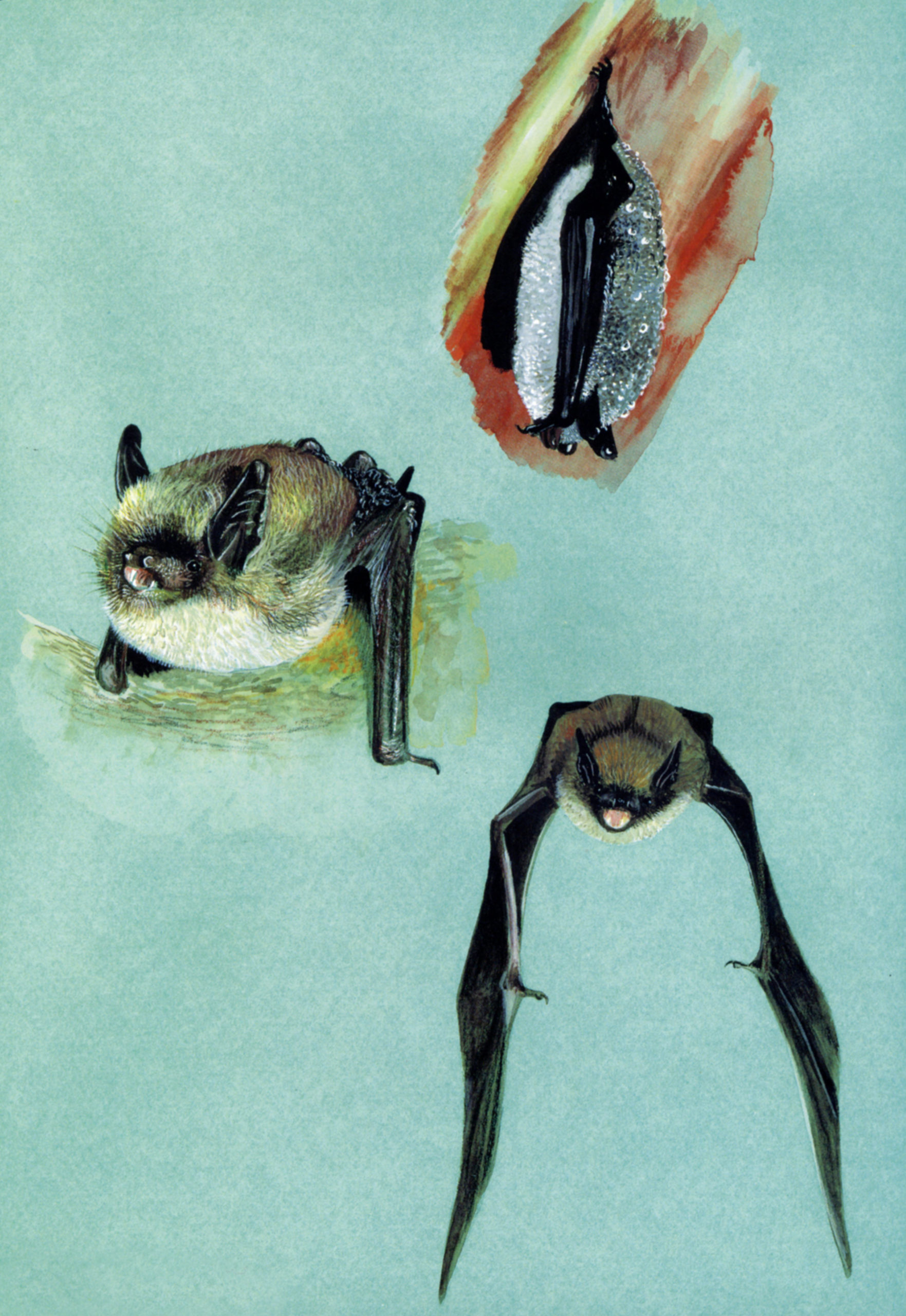 I Chirotteri del Parco. Si arricchisce la lista delle specie presenti ...