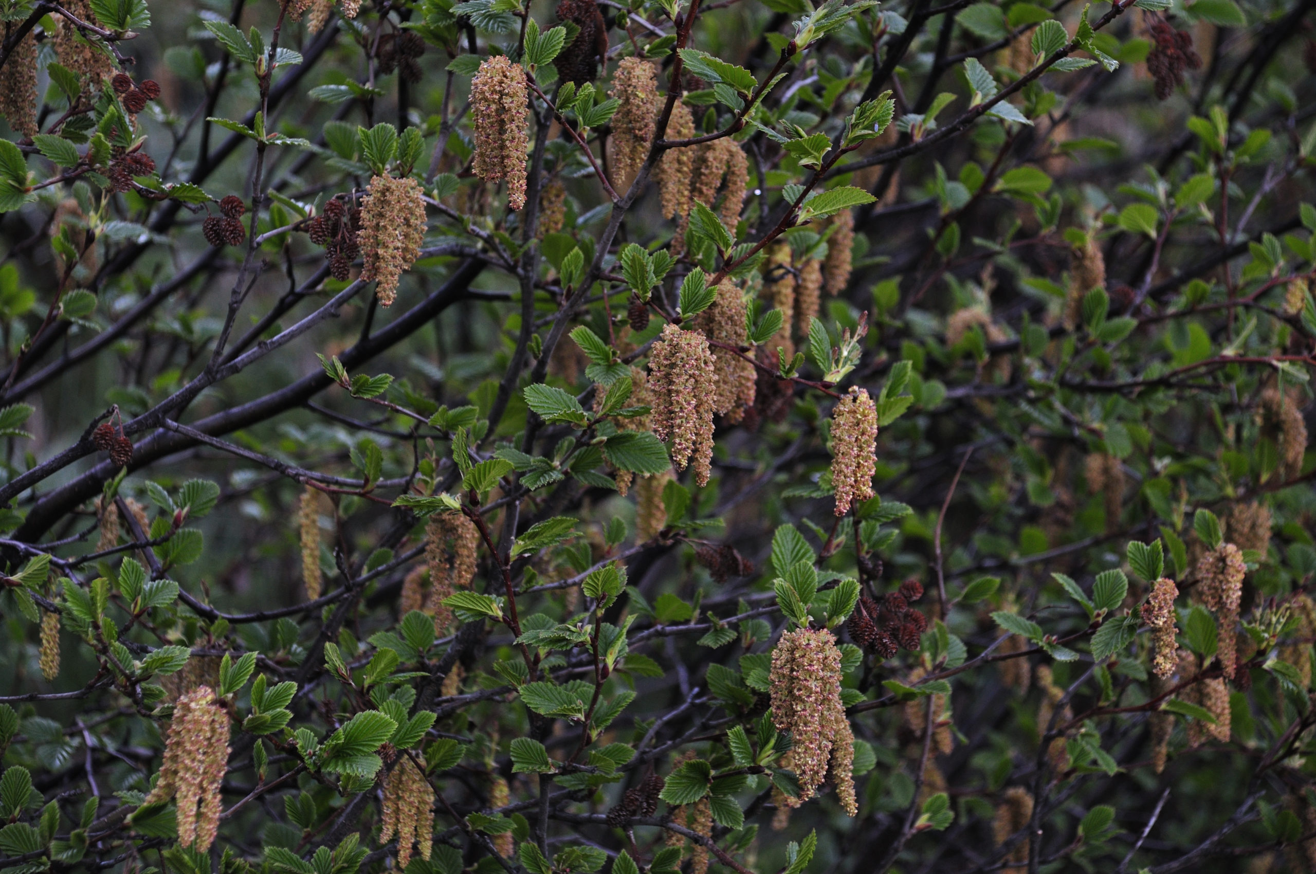 Il bollettino settimanale dei pollini - Parco Naturale Paneveggio Pale ...